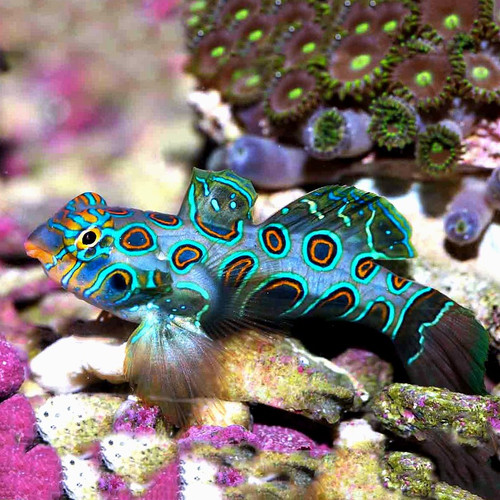 Spotted Mandarin Dragonet – Synchiropus picturatus | Fisheee.com