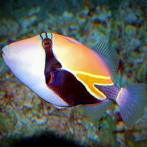 Humu Rectangle Triggerfish | Rhinecanthus rectangulus | Fisheee.com