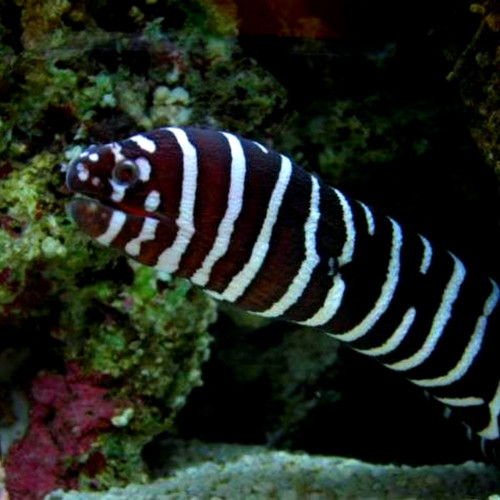 Zebra Moray Eel | Gymnomuraena zebra | Fisheee.com
