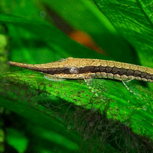 Farlowella Twig Catfish – Farlowella vittata | Fisheee.com