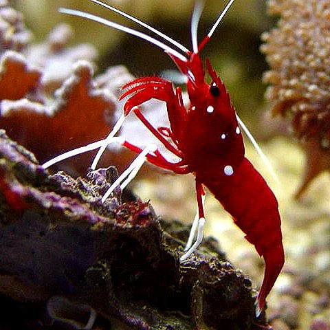 Blood Red Fire Shrimp – Lysmata debelius | Fisheee.com