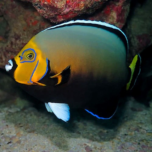Conspicuous Angelfish – Chaetodontoplus conspicillatus | Fisheee.com