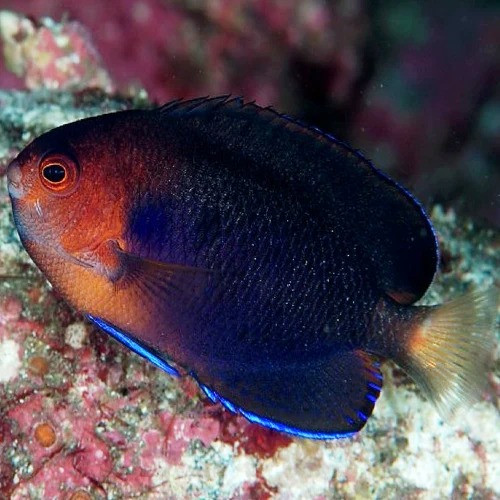 Pygmy Yellowtail Angelfish | Centropyge flavicauda | Fisheee.com