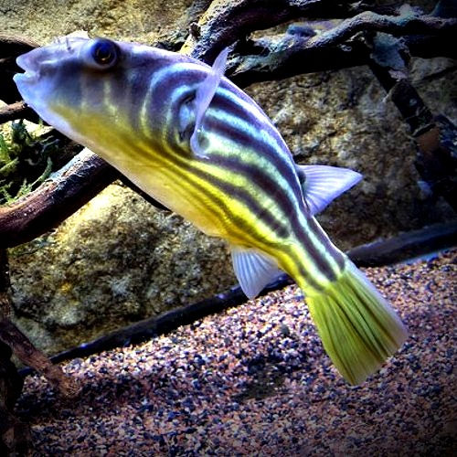 Fahaka Pufferfish | Tetraodon lineatus | Fisheee.com