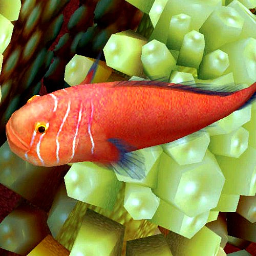 Red Clown Goby | Gobiodon quinquestrigatus | Fisheee.com