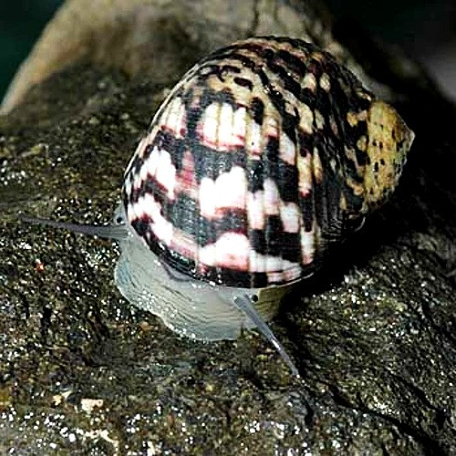 Checkered Nerite Snail – Algae Eating Reef-Safe Cleaner | Fisheee.com