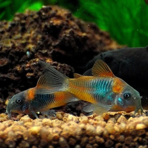 Orange Venezuelan Corydoras | Corydoras venezuelanus | Fisheee.com