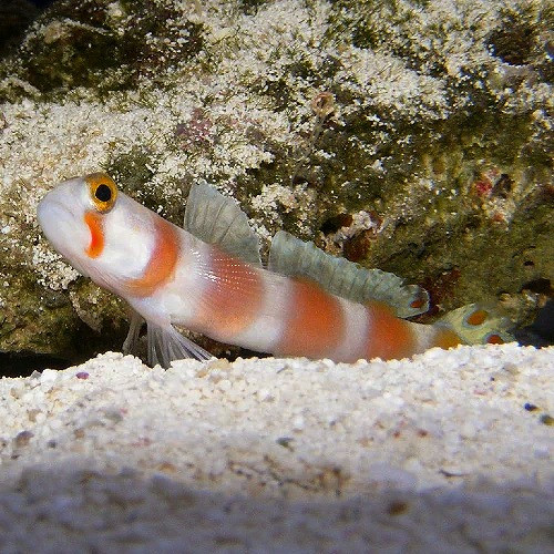 Pinkbar Shrimp Goby | Amblyeleotris aurora | Fisheee.com