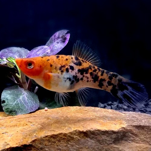 Tri-Color Swordtail | Tropical Aquarium Fish | Fisheee.com