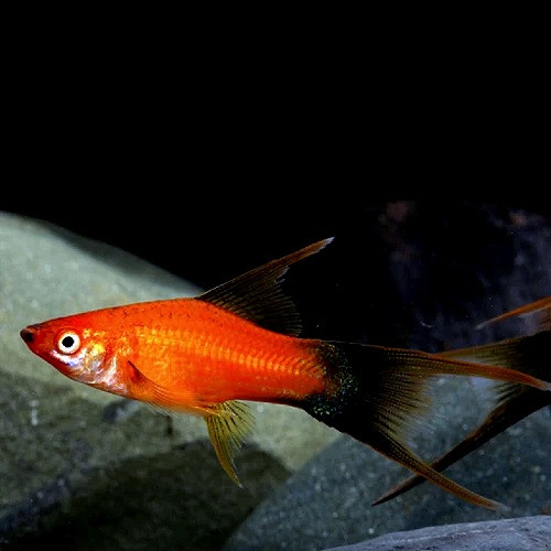 Red Velvet Wag Lyretail Swordtail | Xiphophorus hellerii | Fisheee.com