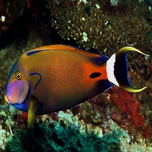 Fowleri Tang | Acanthurus fowleri | Fisheee.com