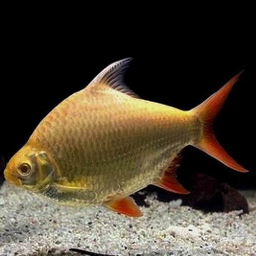 Golden Redtail Tinfoil Barb – Barbonymus altus | Fisheee.com