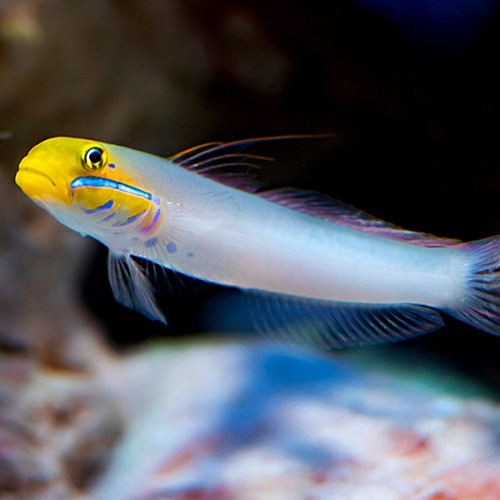 Golden Head Sleeper Goby – Valenciennea strigata | Fisheee.com