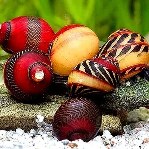 Red Racer Nerite Snail – Algae Eating Reef-Safe Cleaner | Fisheee.com