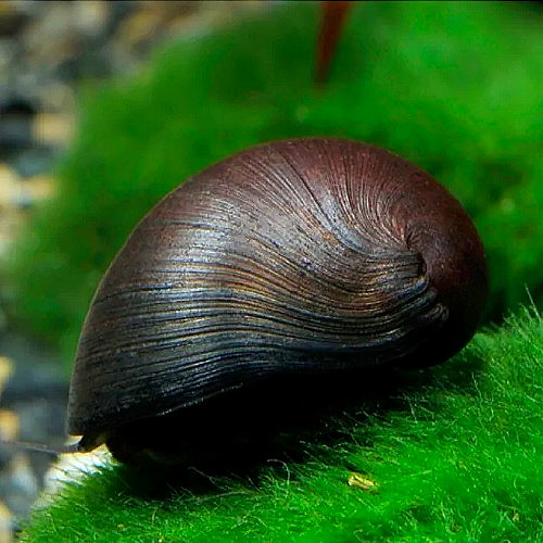 Black Military Helmet Snail | Neritina pulligera | Fisheee.com