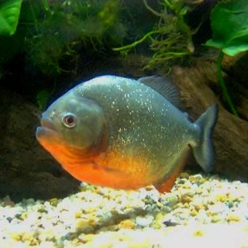 Red Pacu Tetra | Piaractus brachypomus | Fisheee.com