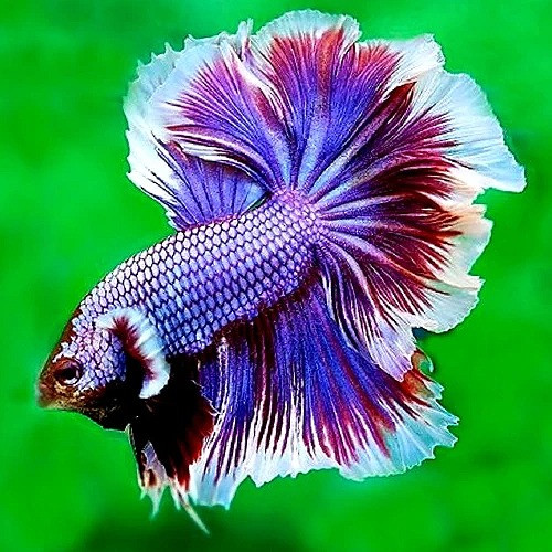 Rose Tail Betta | Betta splendens | Fisheee.com