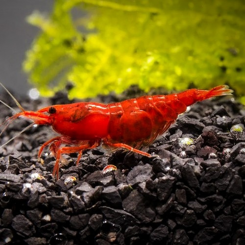 Red Fire Neocaridina Shrimp – Intense Red Freshwater Shrimp | Fisheee.com