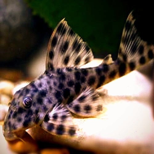 Brown Dot Pleco L006 – Spotted Amazon Pleco | Fisheee.com