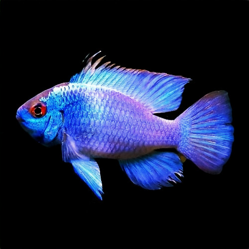 Electric Blue Ramirezi | Mikrogeophagus ramirezi | Fisheee.com