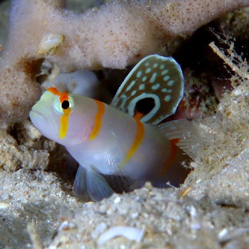 Randall's Shrimp Goby | Amblyeleotris randalli | Fisheee.com