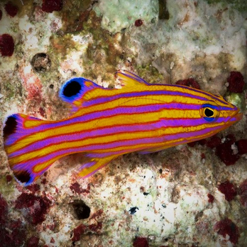 Deepwater Candy Basslet | Liopropoma carmabi | Fisheee.com