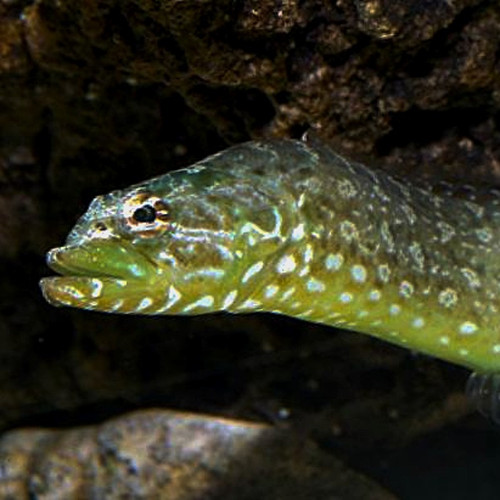 Green Wolf Eel | Congrogadus subducens | Fisheee.com