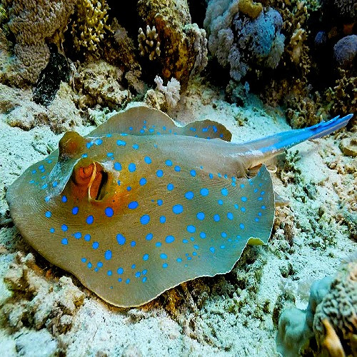 Saltwater Stingrays | Marine Stingrays | Fisheee.com