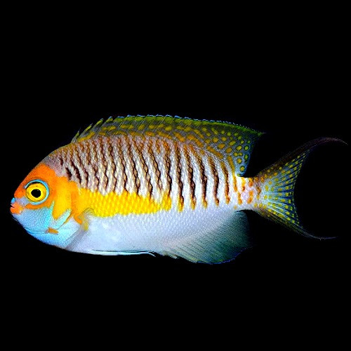 Masked Swallowtail Angelfish – Genicanthus semifasciatus | Fisheee.com