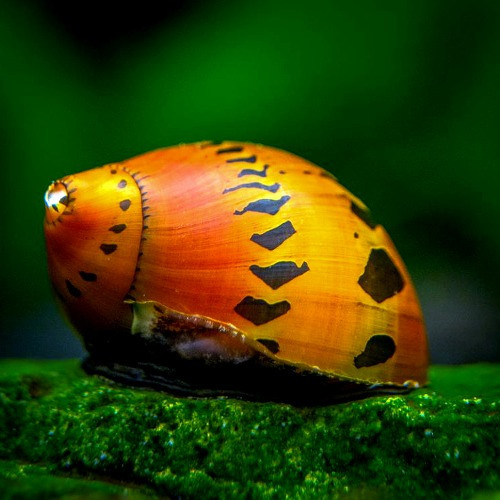 Tiger Nerite Snail – Neritina turrita | Fisheee.com