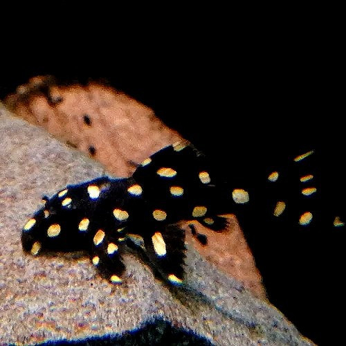 Vampire Pleco – Carnivorous Spotted Pleco | Fisheee.com