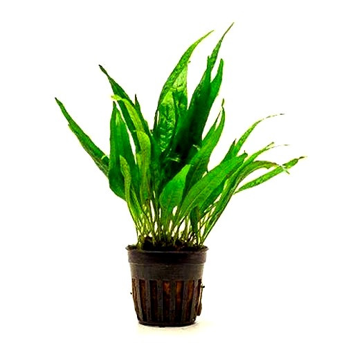 Java Fern (Black Forest) | Microsorum pteropus | Fisheee.com