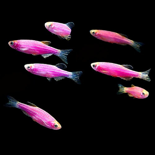 Galactic Purple Danio GloFish | Brachydanio rerio | Fisheee.com
