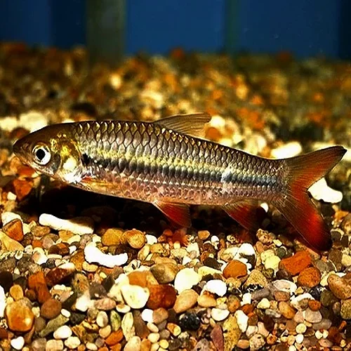Red Finned Cigar Shark | Leptobarbus rubripinna | Fisheee.com