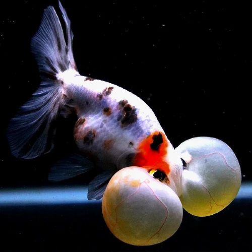 Calico Bubble Eye Goldfish | Carassius auratus | Fisheee.com