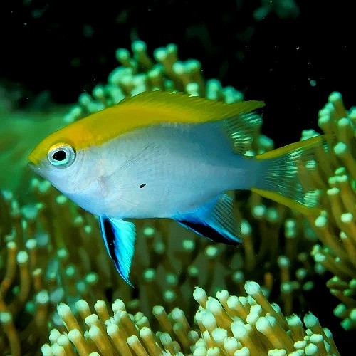 Bluefin Damsel | Neoglyphidodon melas | Fisheee.com