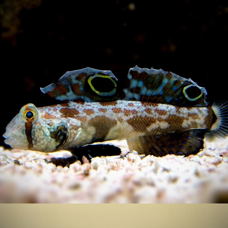 Two Spot Goby | Signigobius biocellatus | Fisheee.com