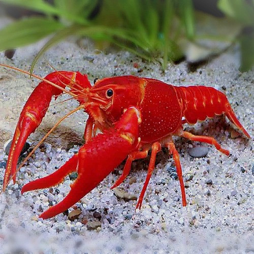 Neon Red Crayfish – Vibrant Red Freshwater Aquarium Crayfish | Fisheee.com