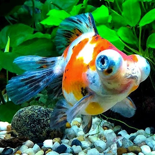 Calico Telescope Eye Goldfish | Carassius auratus | Fisheee.com
