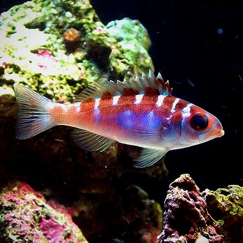 Chalk Bass | Serranus tortugarum | Fisheee.com