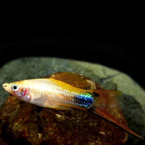 Golden Crescent Swordtail | Xiphophorus helleri | Fisheee.com