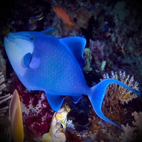 Niger Triggerfish | Odonus niger | Fisheee.com
