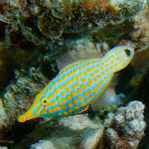 Orange Spotted Filefish | Oxymonacanthus longirostris | Fisheee.com