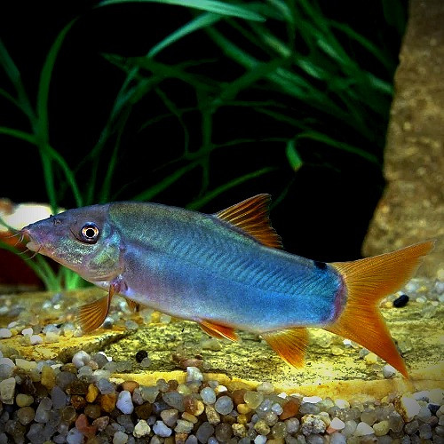 Redtail Blue Botia Loach - Botia modesta - Fisheee.com