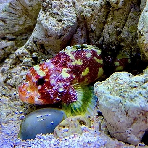 Yellow Spotted Scorpionfish | Sebastapistes cyanostigma | Fisheee.com