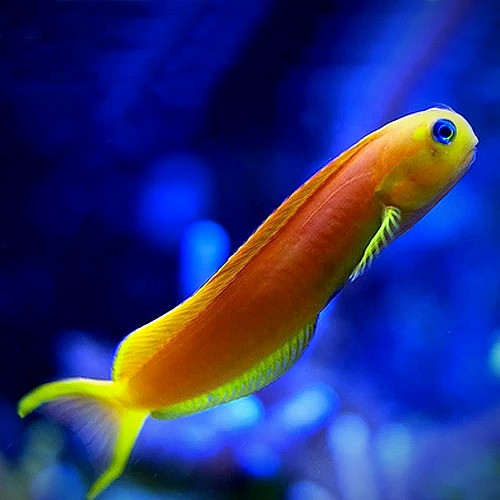 Midas Blenny | Ecsenius midas | Fisheee.com