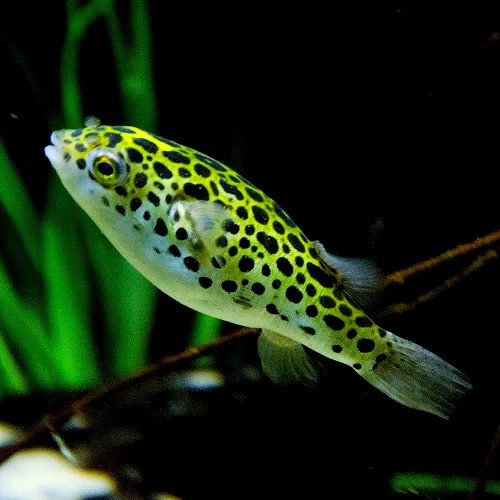 Green Spotted Pufferfish – Dichotomyctere nigroviridis | Fisheee.com