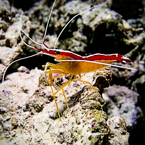 Skunk Cleaner Shrimp – Reef Safe & Fish Friendly | Fisheee.com