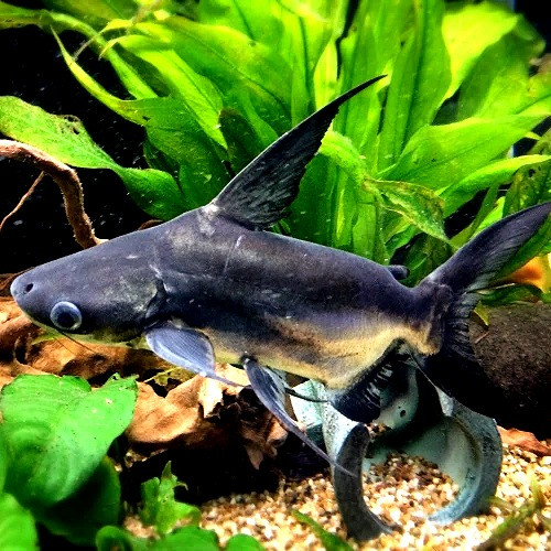 Paroon Shark | Pangasius sanitwongsei | Fisheee.com