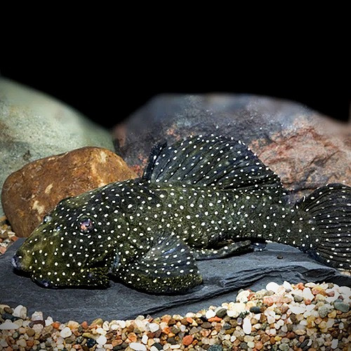 Snowflake Pleco L026 | Baryancistrus niveatus | Fisheee.com